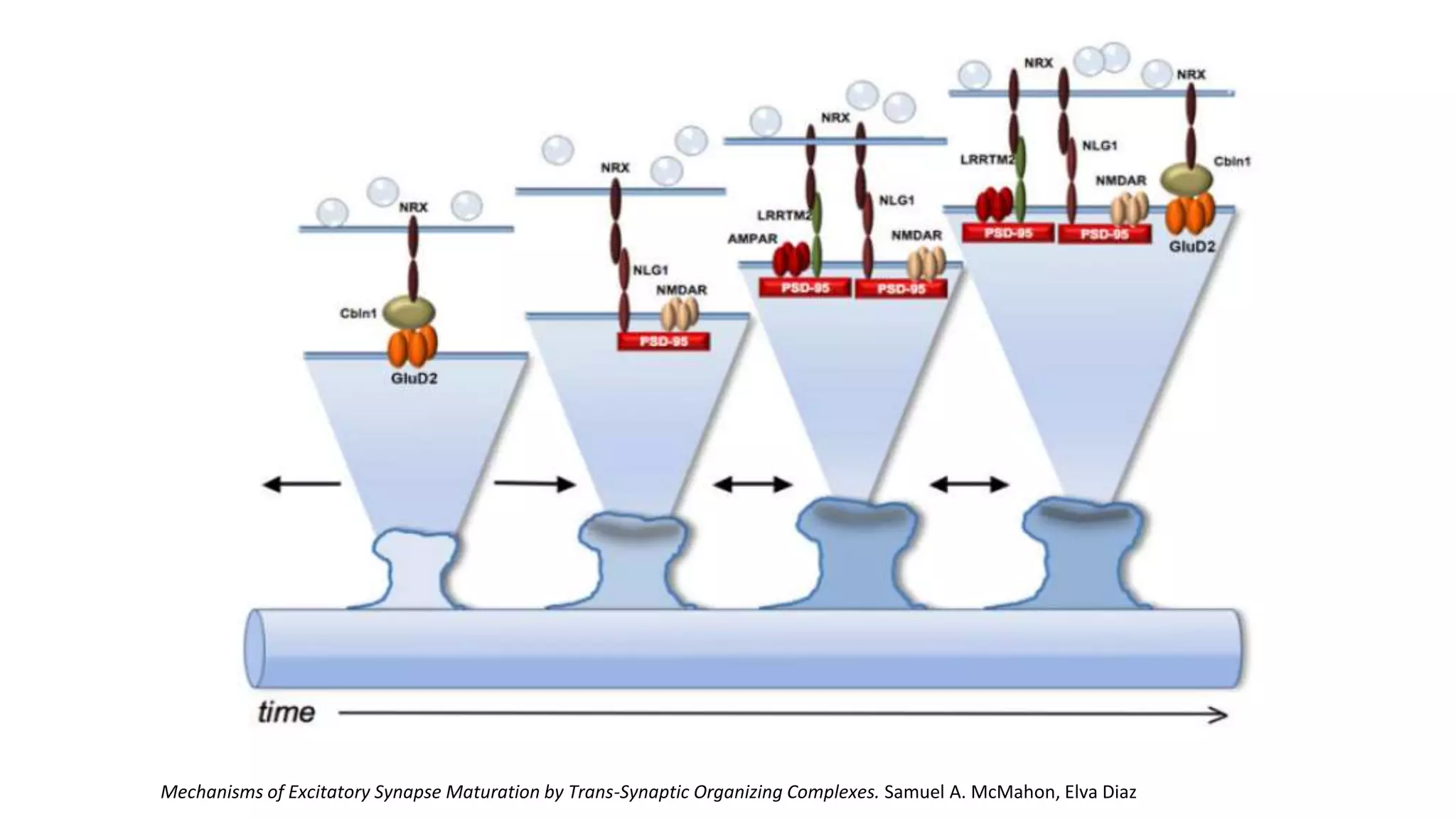 Mechanisms of excitatory synapse maturation by trans synaptic organizing complexes | PPT