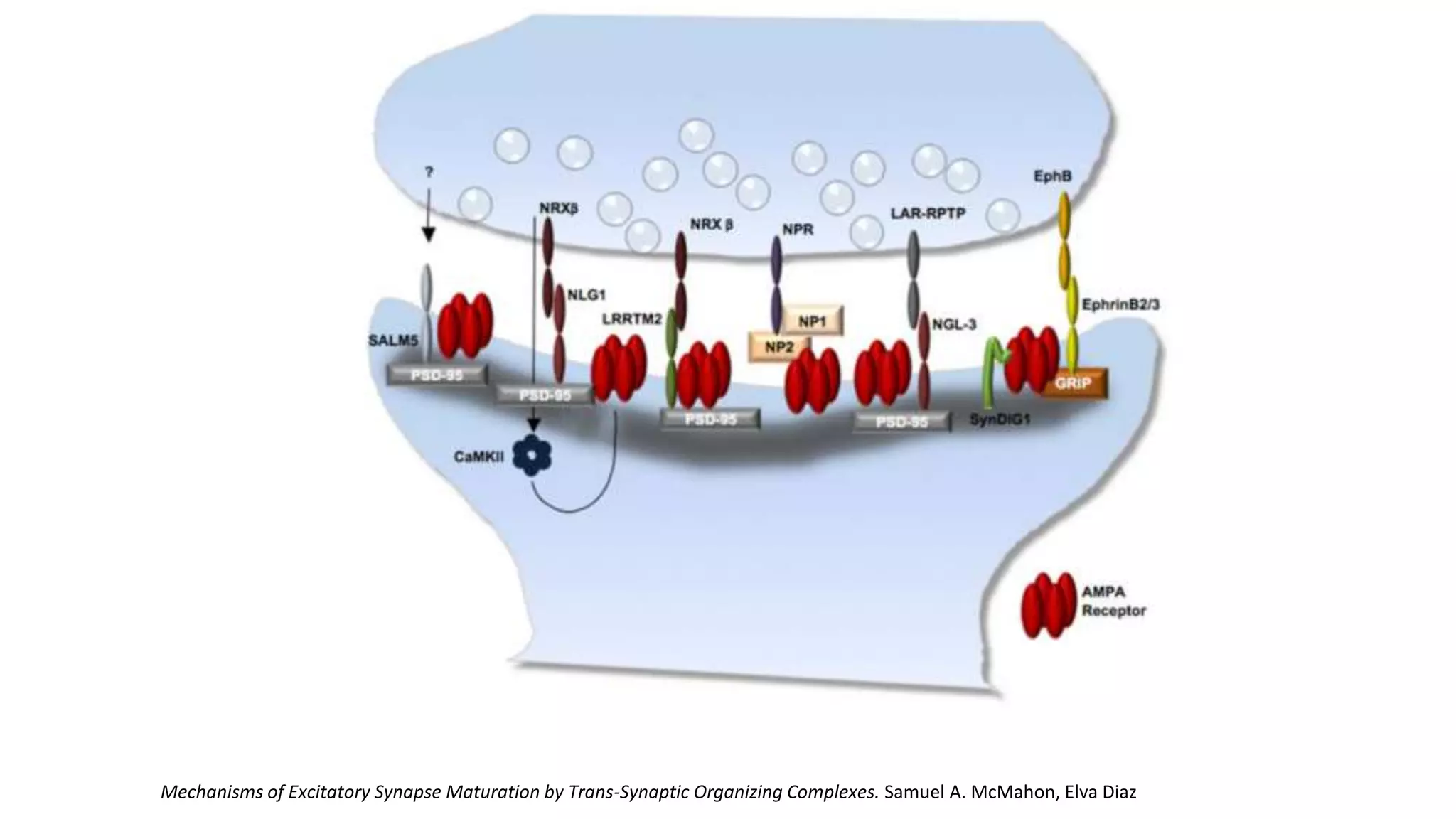 Mechanisms of excitatory synapse maturation by trans synaptic organizing complexes | PPTX ...