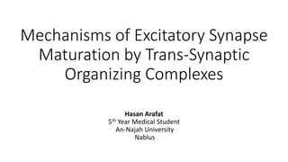 Mechanisms of excitatory synapse maturation by trans synaptic organizing complexes | PPTX ...