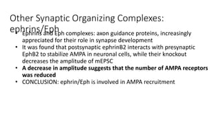 Mechanisms of excitatory synapse maturation by trans synaptic organizing complexes | PPTX ...