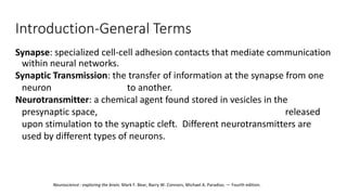 Mechanisms of excitatory synapse maturation by trans synaptic ...
