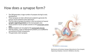 Mechanisms of excitatory synapse maturation by trans synaptic organizing complexes | PPTX ...