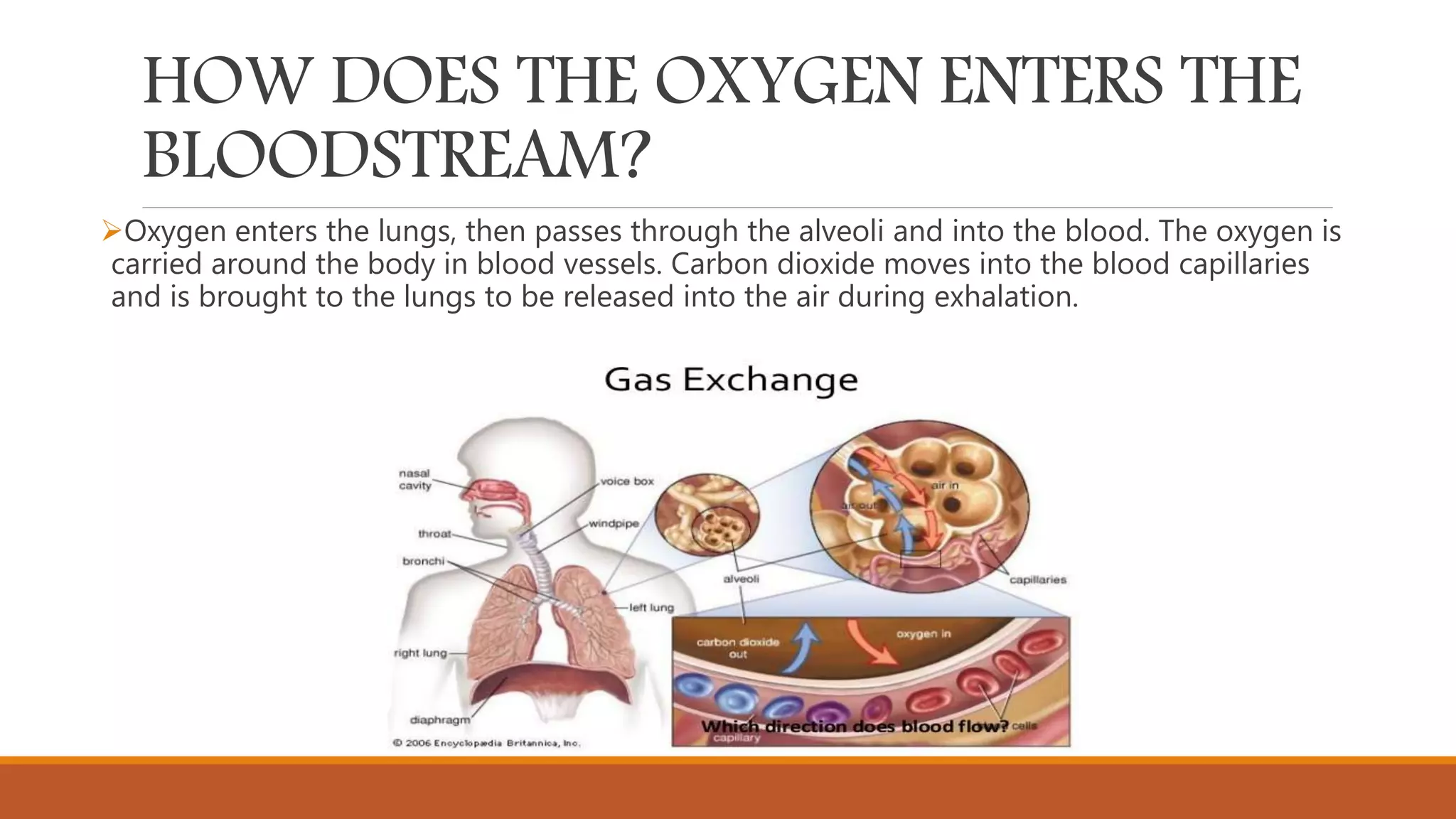 Mechanisms of gas exchange | PPTX