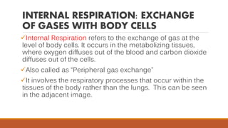 Mechanisms of gas exchange | PPTX