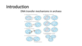 Mechanisms of gene flow in Archaea.pptx | Biological Sciences | Science