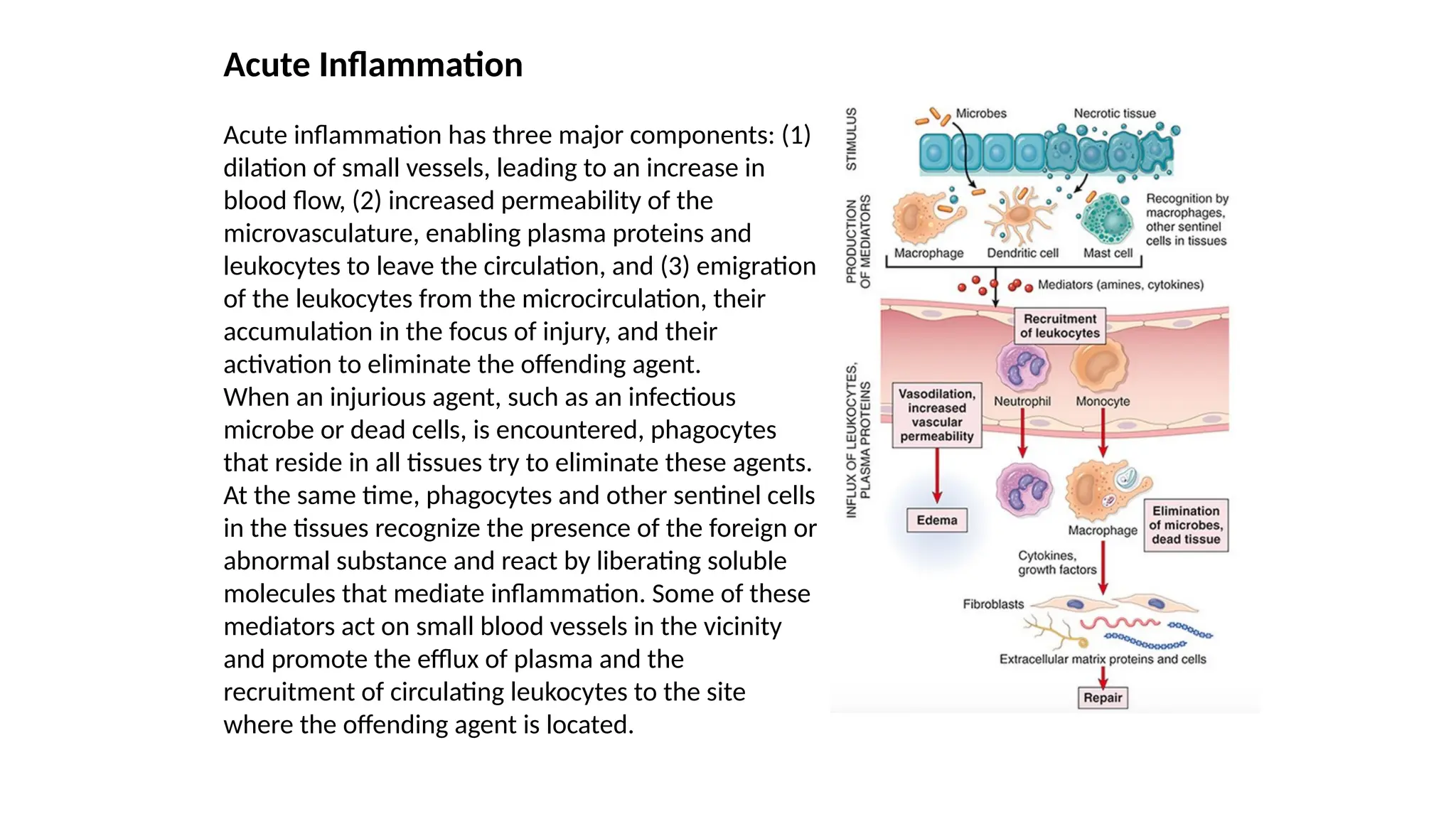 Mechanisms of Inflammation.kmu lecture... | PPTX | Chemistry | Science