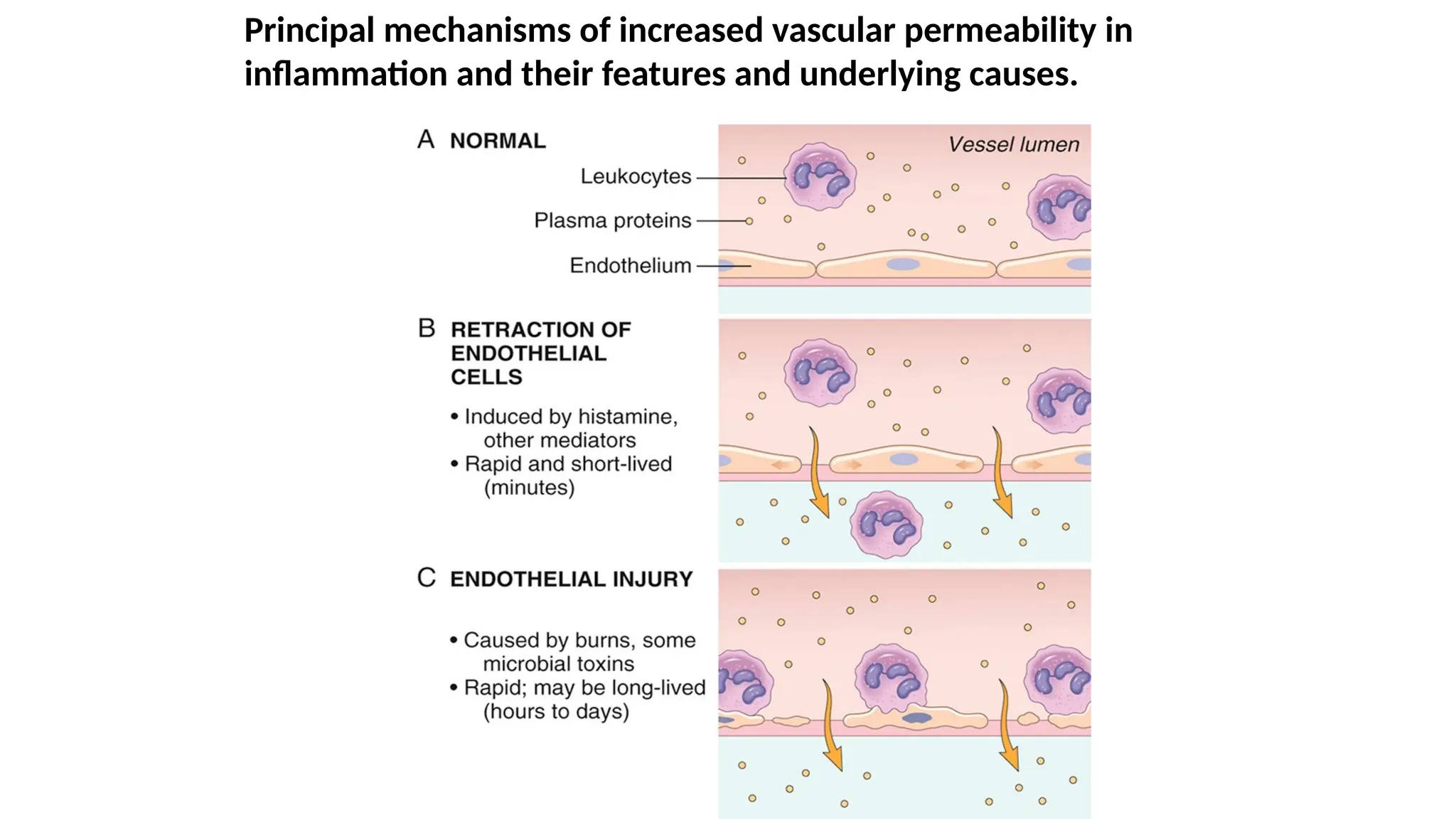 Mechanisms of Inflammation.kmu lecture... | PPTX | Chemistry | Science