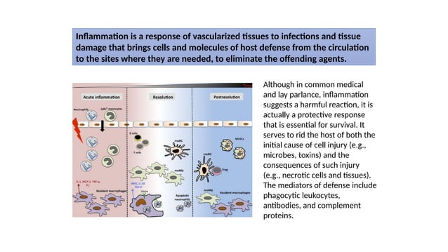 Mechanisms of Inflammation.kmu lecture... | PPT