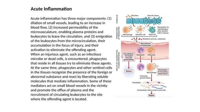 Mechanisms of Inflammation.kmu lecture... | PPT