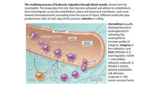 Mechanisms of Inflammation.kmu lecture... | PPTX | Chemistry | Science