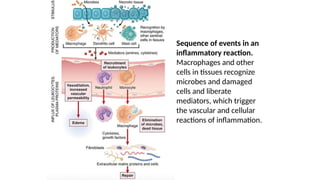 Mechanisms of Inflammation.kmu lecture... | PPTX