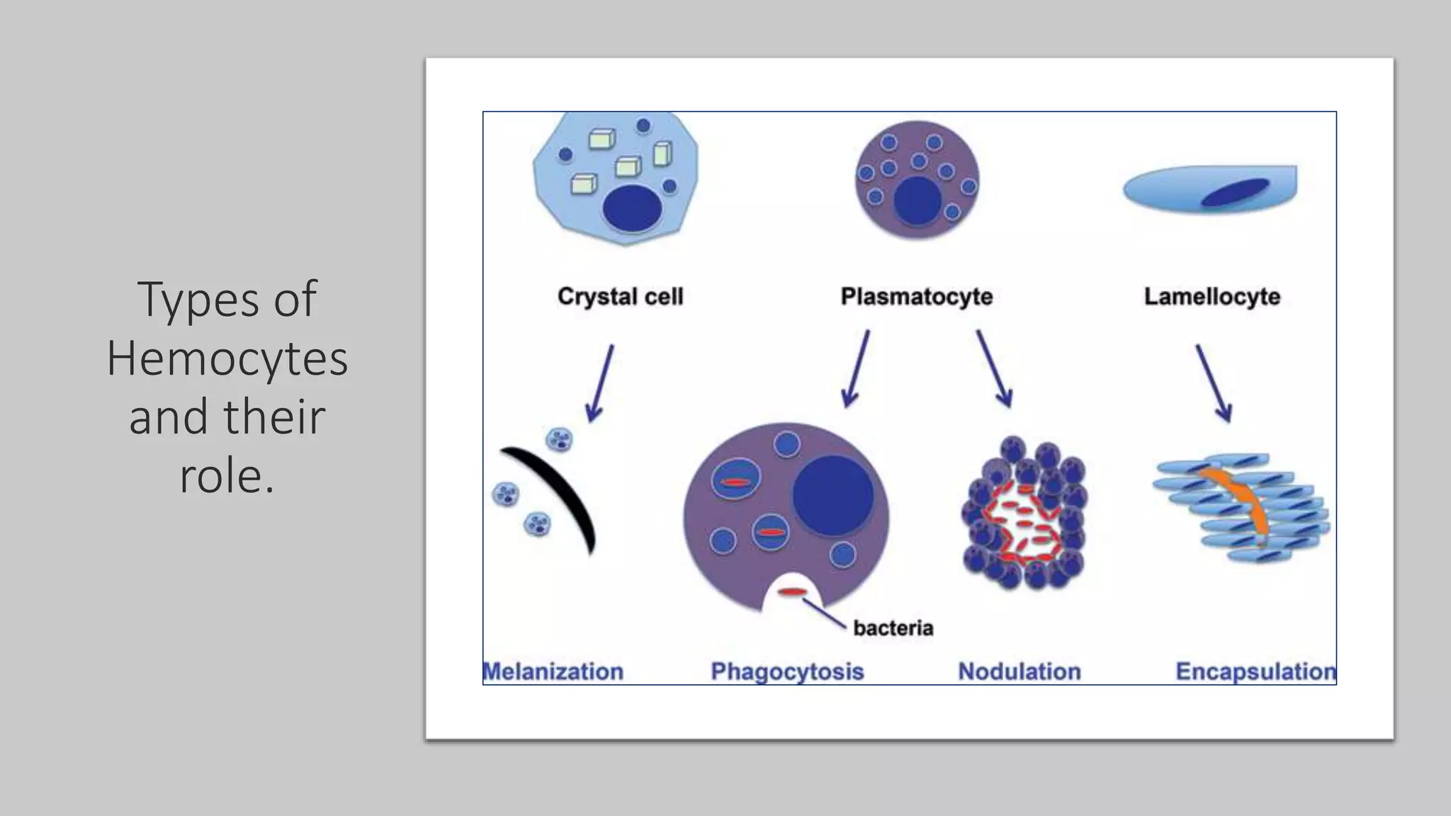 Mechanisms of innate immunity in invertebrates (hemocytes) | PPTX