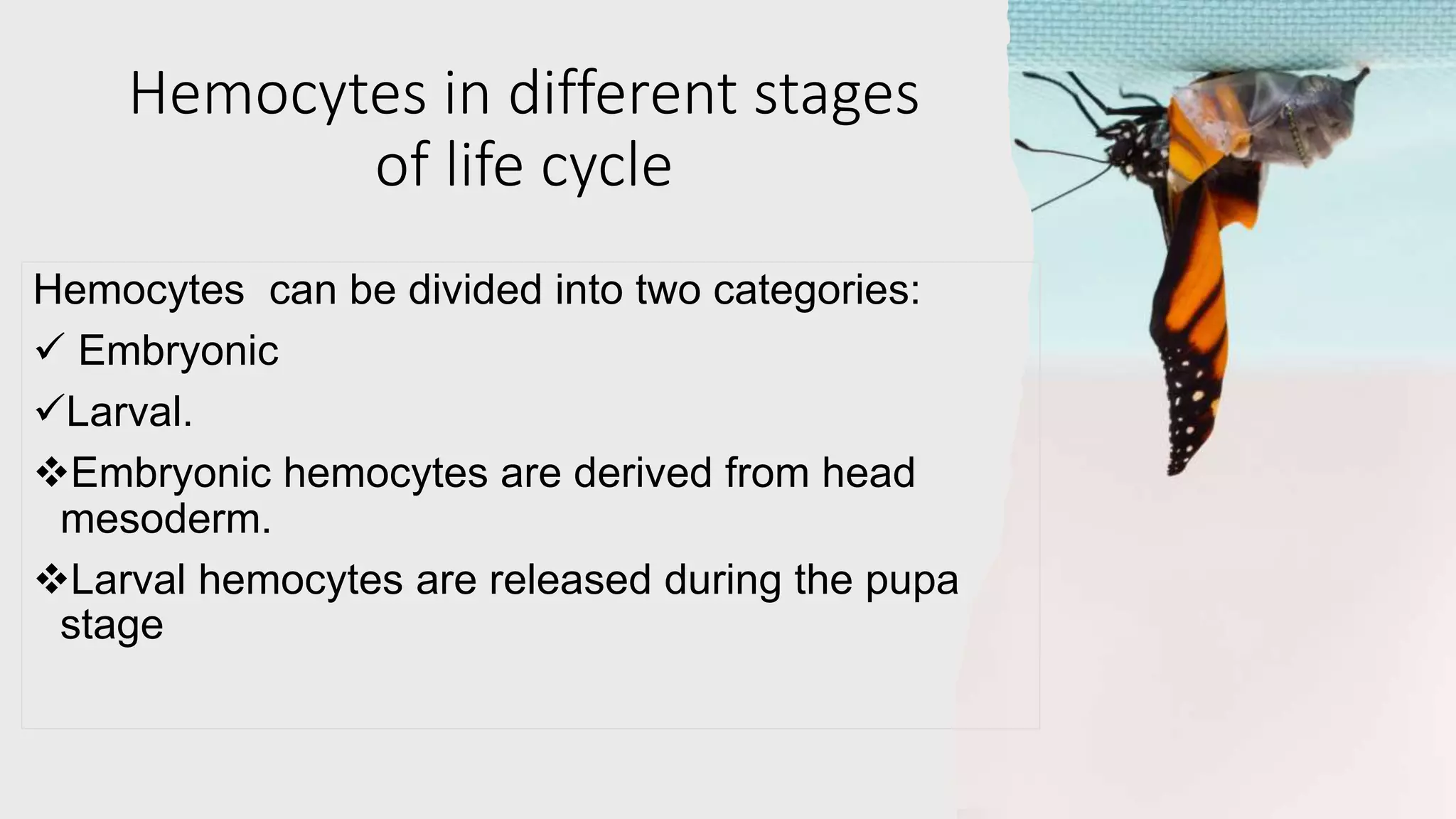 Mechanisms of innate immunity in invertebrates (hemocytes) | PPTX