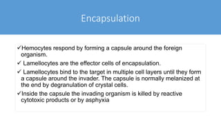 Mechanisms of innate immunity in invertebrates (hemocytes) | PPTX