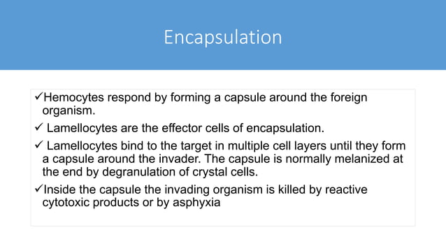 Mechanisms of innate immunity in invertebrates (hemocytes) | PPTX ...