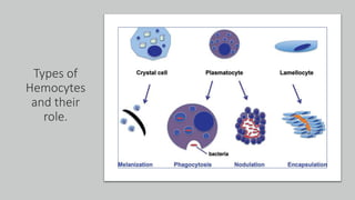 Mechanisms of innate immunity in invertebrates (hemocytes) | PPTX