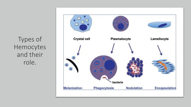Mechanisms of innate immunity in invertebrates (hemocytes) | PPTX ...