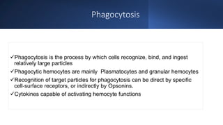 Mechanisms of innate immunity in invertebrates (hemocytes) | PPTX