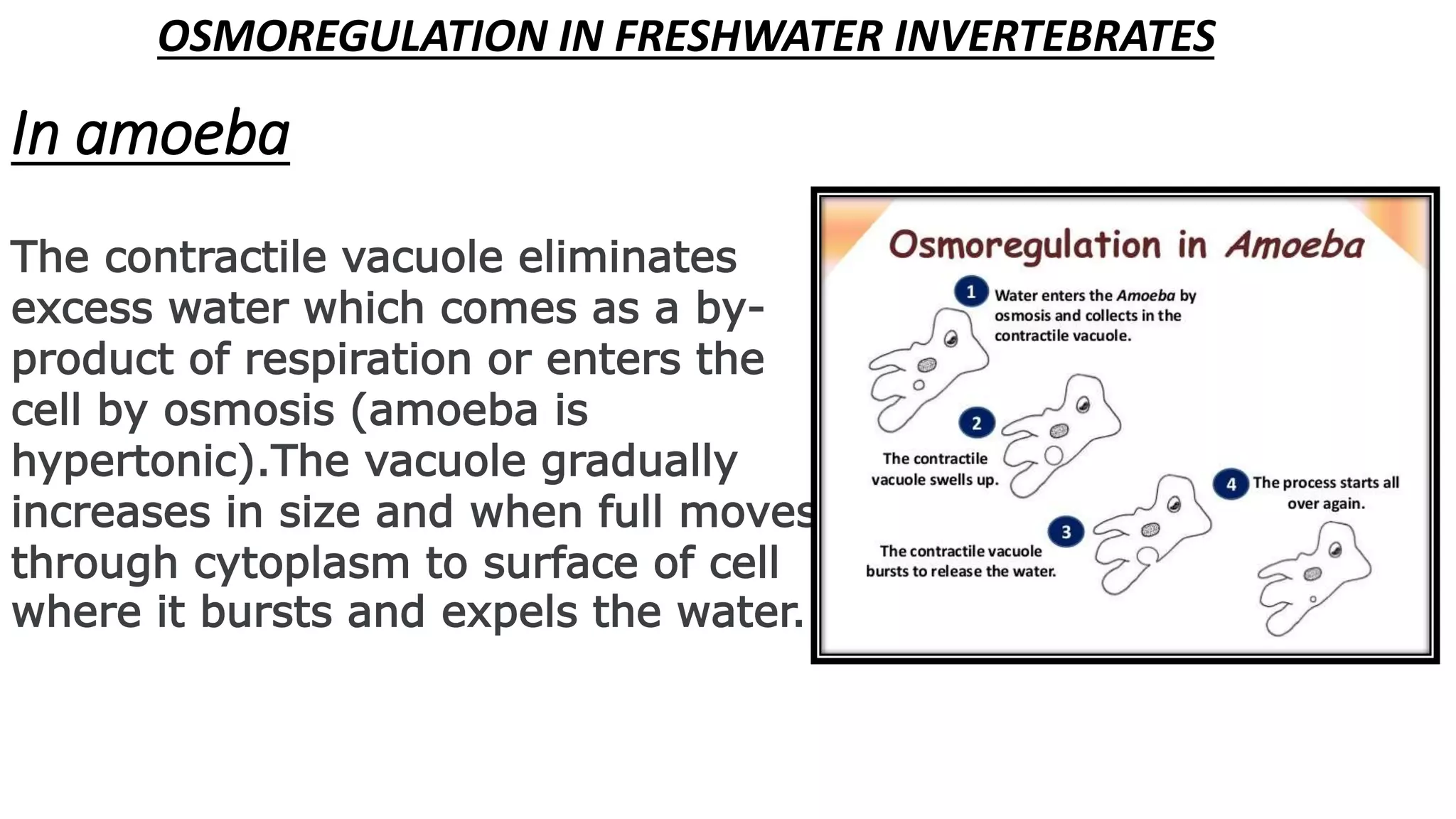 Mechanisms of osmoregulation in fresh water and marine water ...