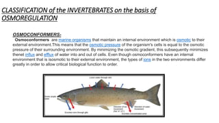 Mechanisms of osmoregulation in fresh water and marine water ...