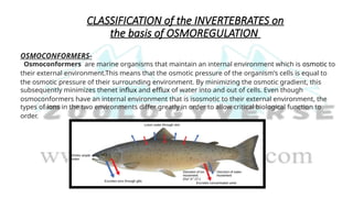 Mechanisms of Osmoregulation in Freshwater and Marine Invertebrates ...
