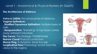 Mechanisms of Protection in the Female Genital Tract anatomical ...