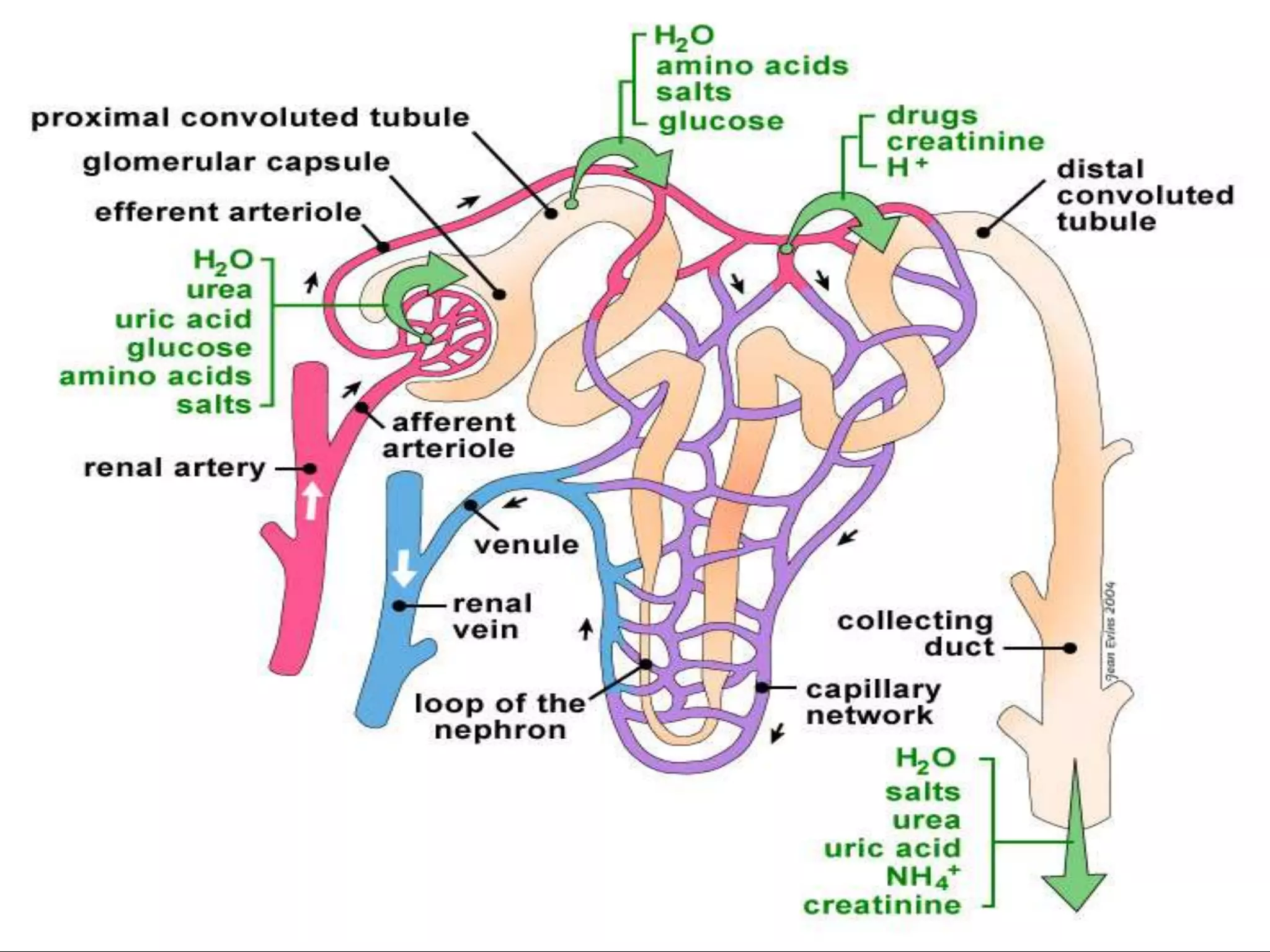 Mechanisms of regulation of fluid volume through kidney | PPTX