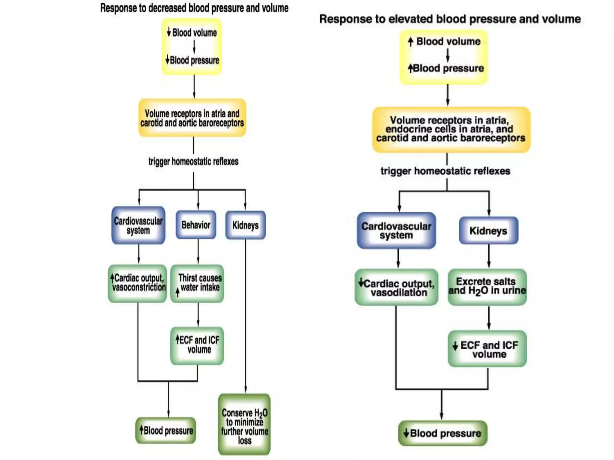 Mechanisms of regulation of fluid volume through kidney | PPTX