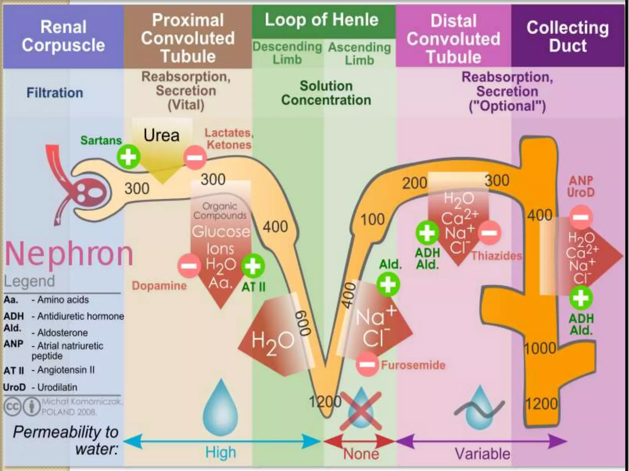 Mechanisms of regulation of fluid volume through kidney | PPTX