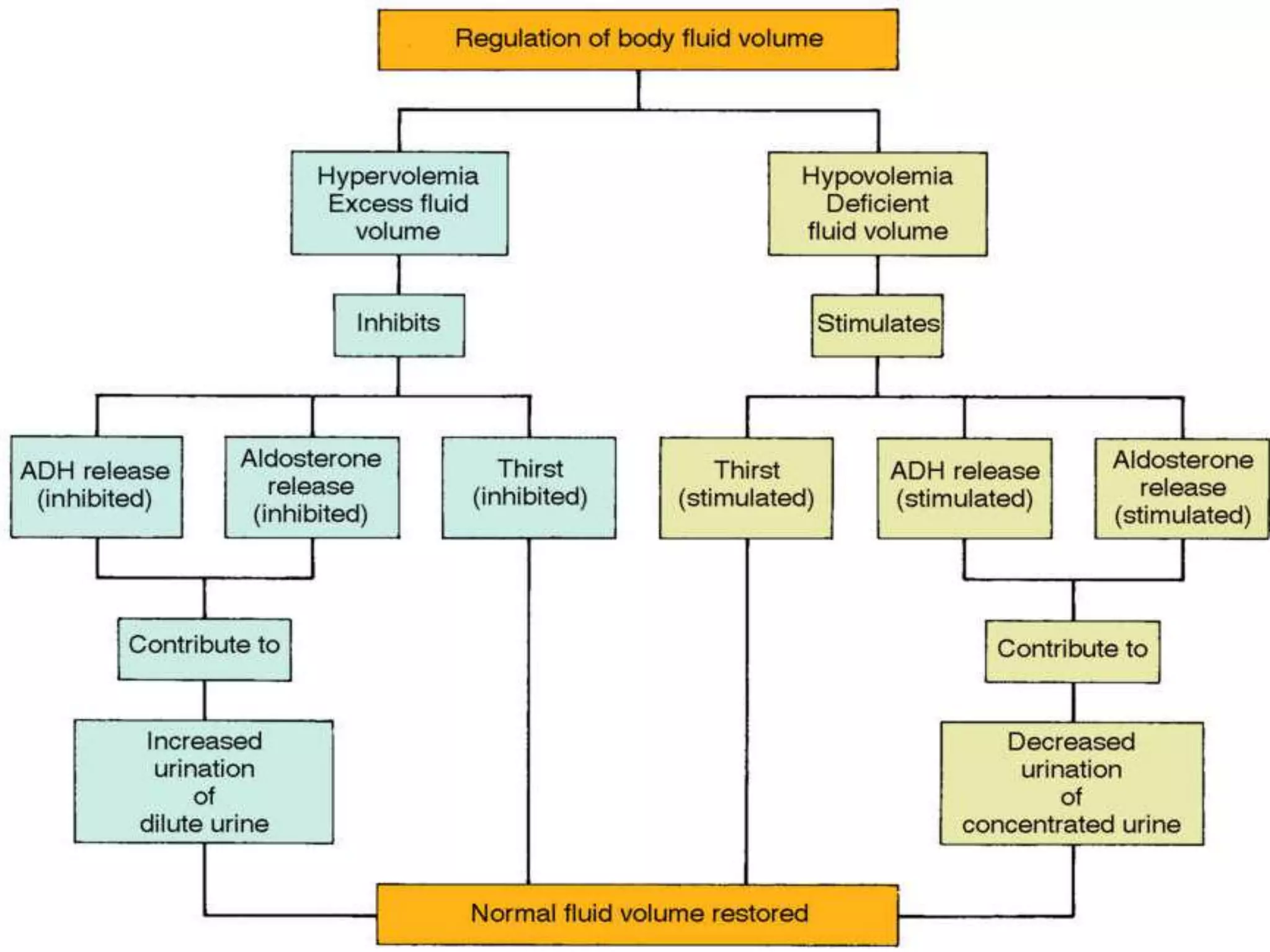 Mechanisms of regulation of fluid volume through kidney | PPTX