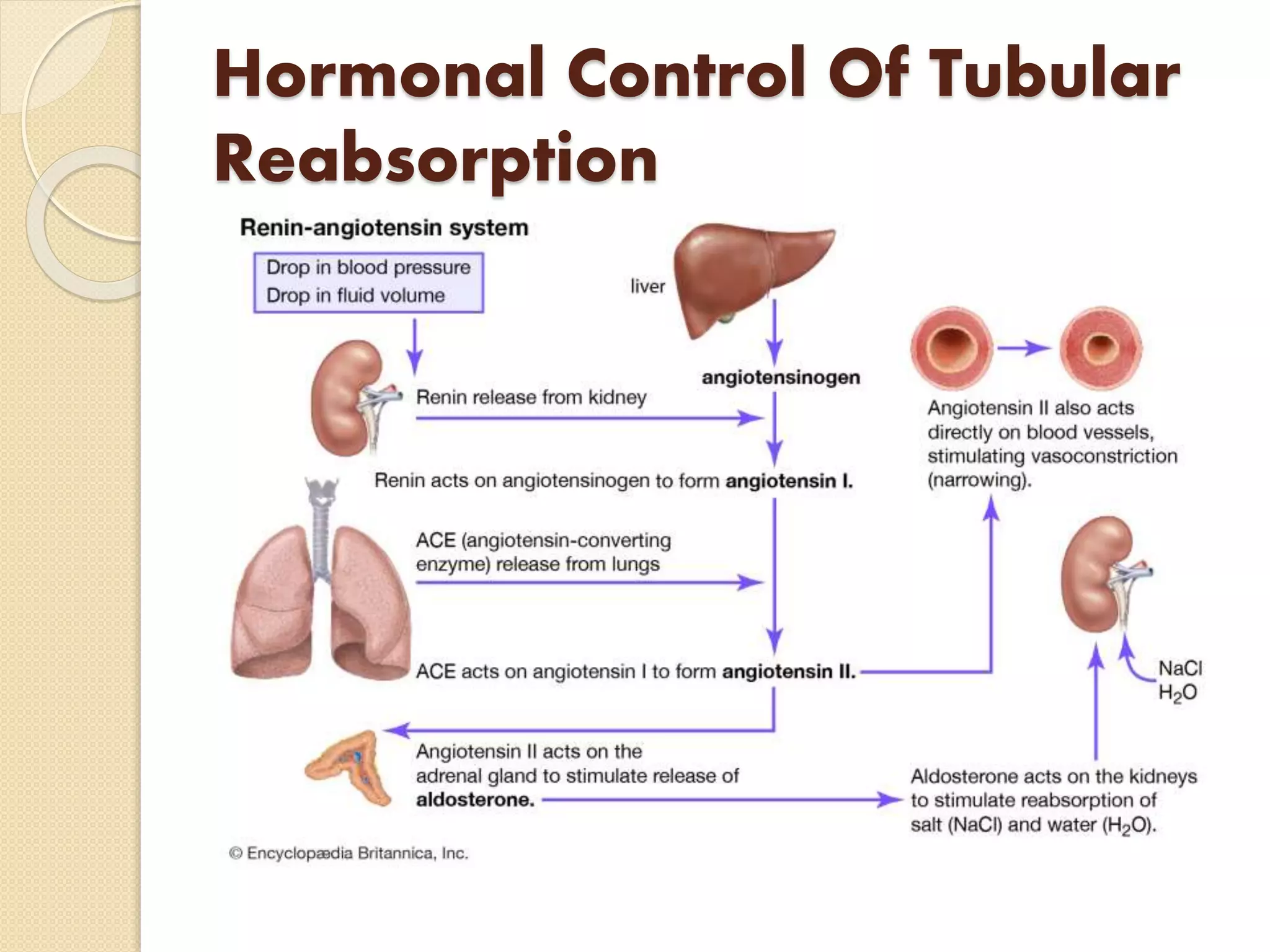 Mechanisms of regulation of fluid volume through kidney | PPTX