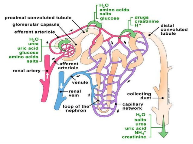Mechanisms of regulation of fluid volume through kidney | PPTX ...