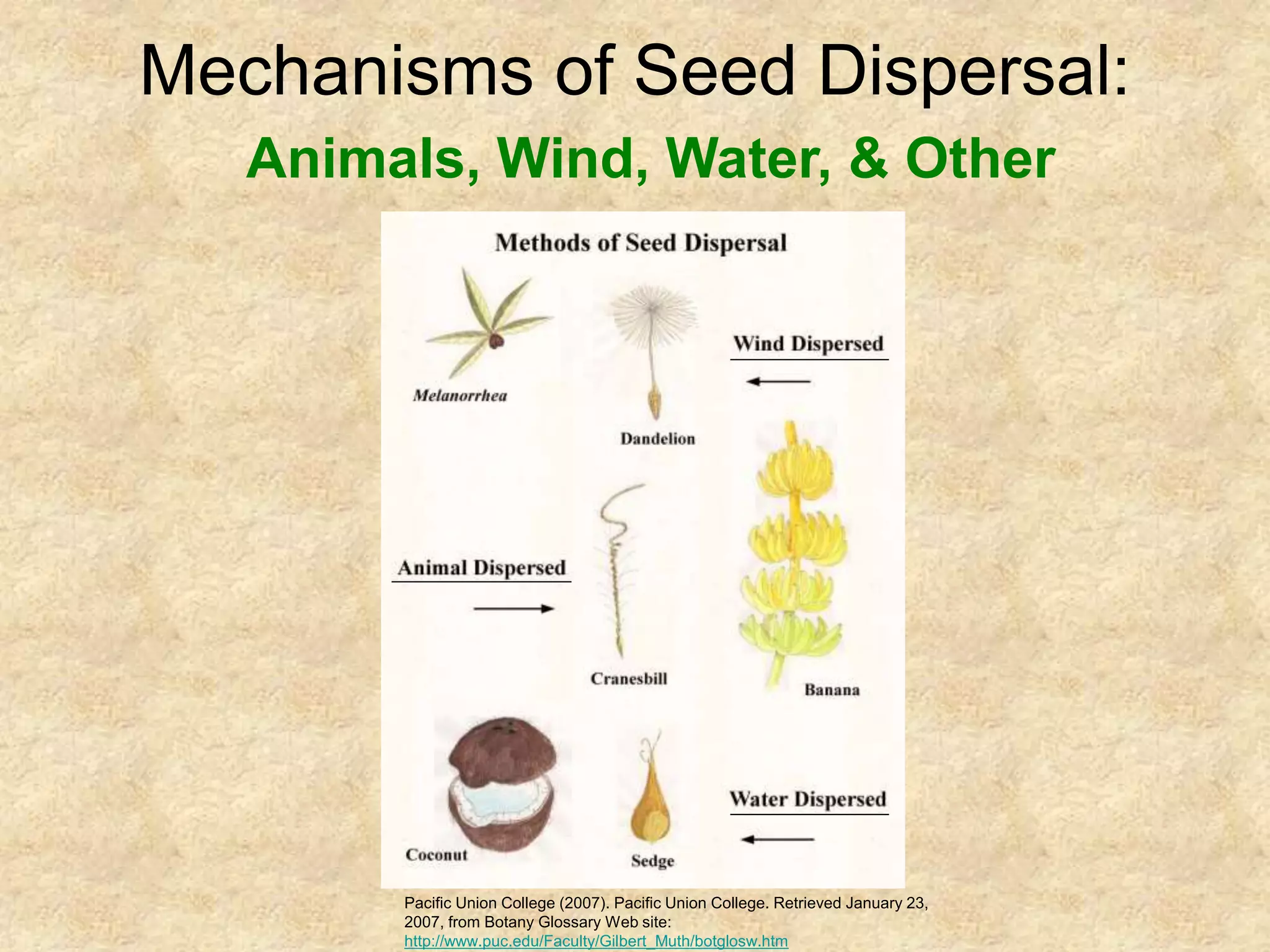 Mechanisms of seed dispersal | PPT
