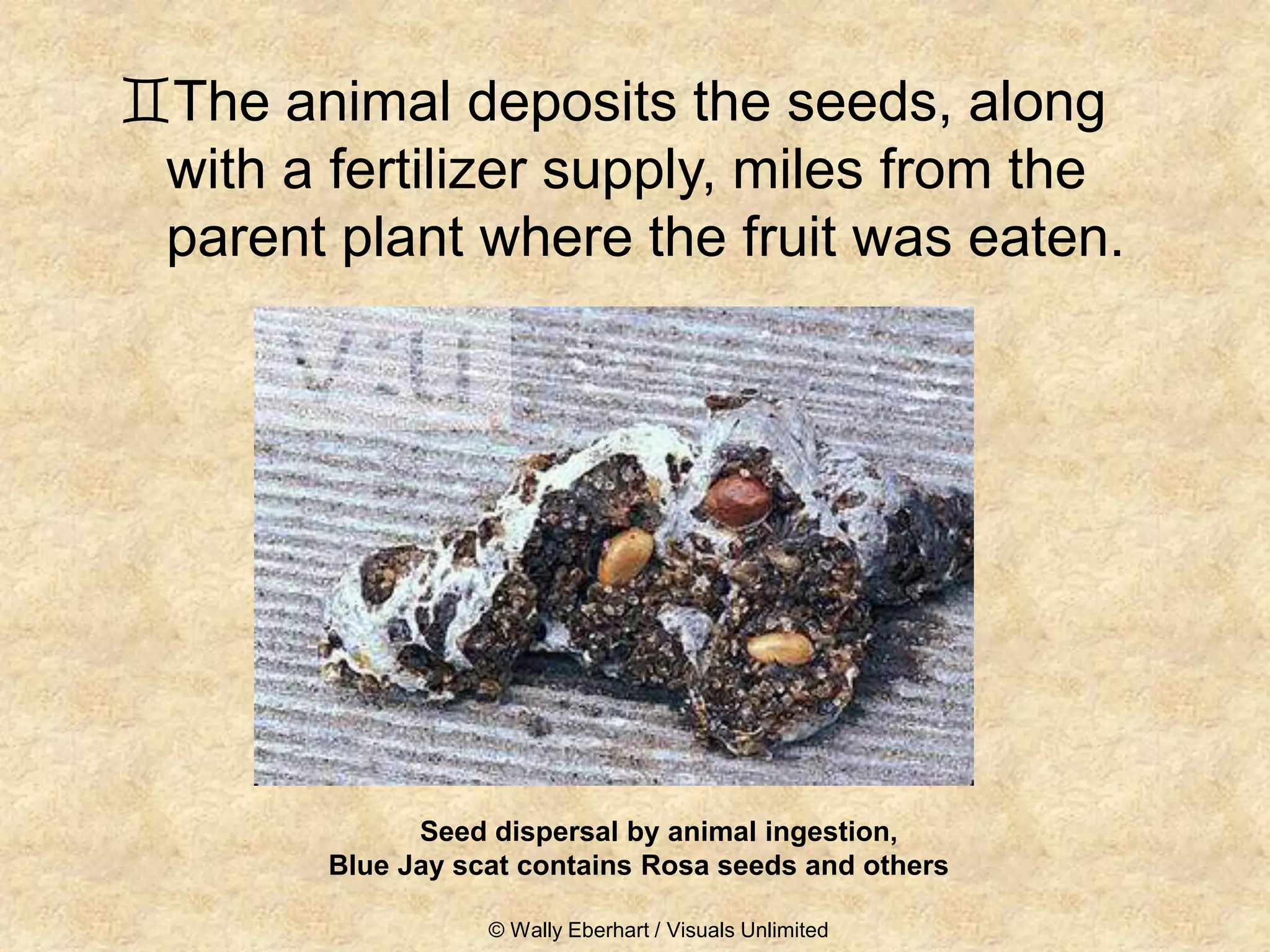 Mechanisms of seed dispersal | PPT