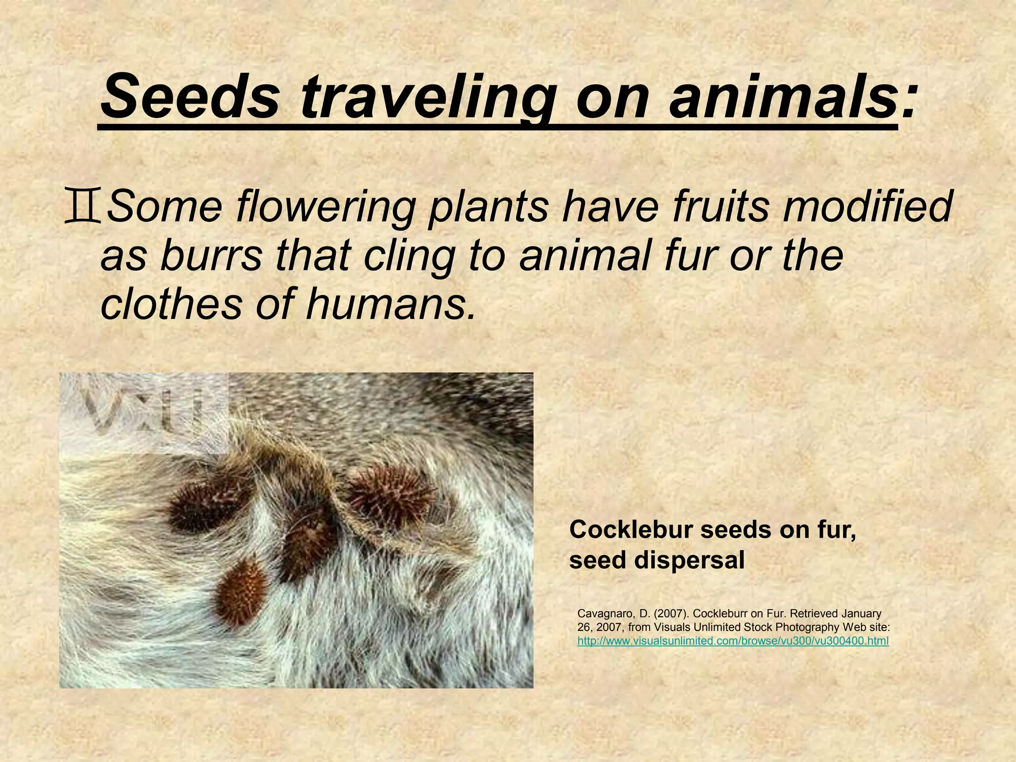 Mechanisms of seed dispersal | PPT