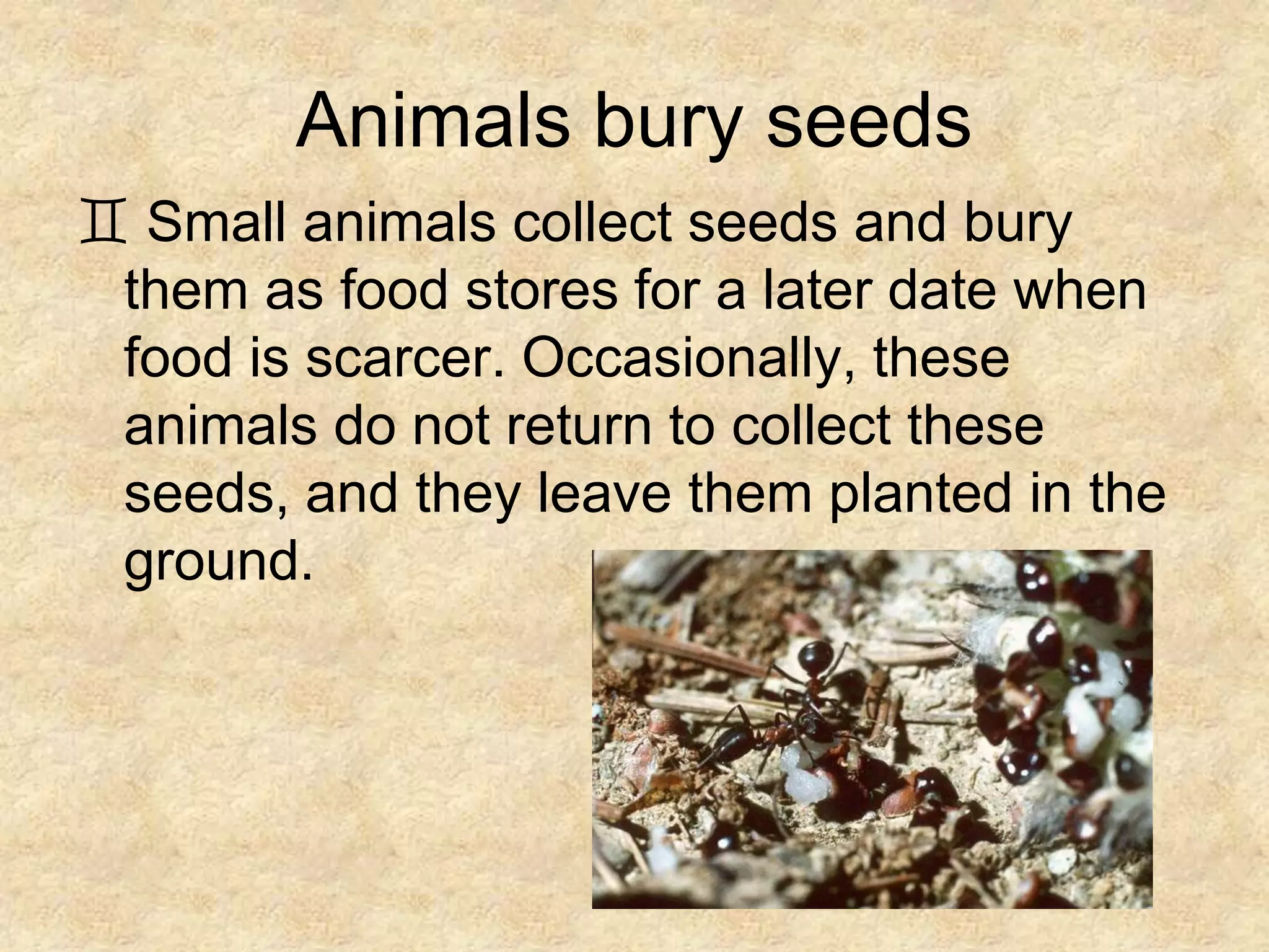 Mechanisms of seed dispersal | PPT