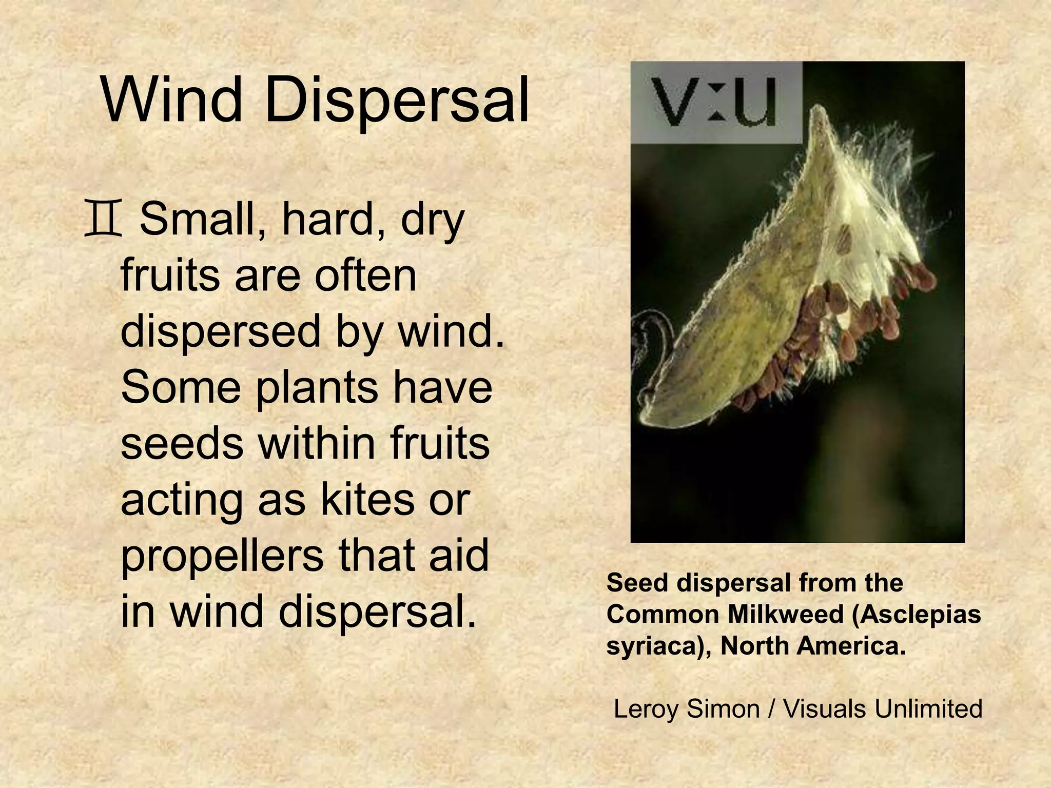 Mechanisms of seed dispersal | PPT