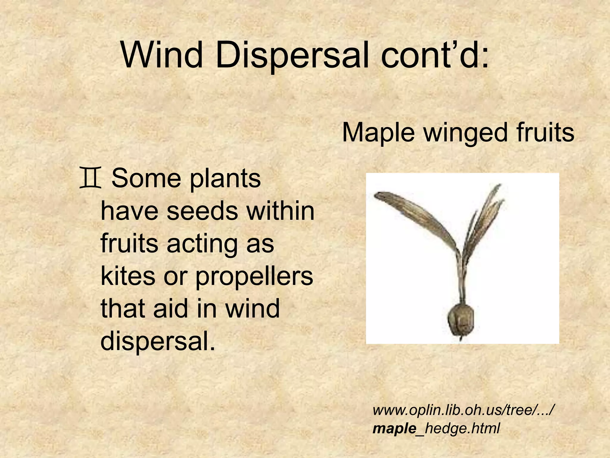 Mechanisms of seed dispersal | PPT