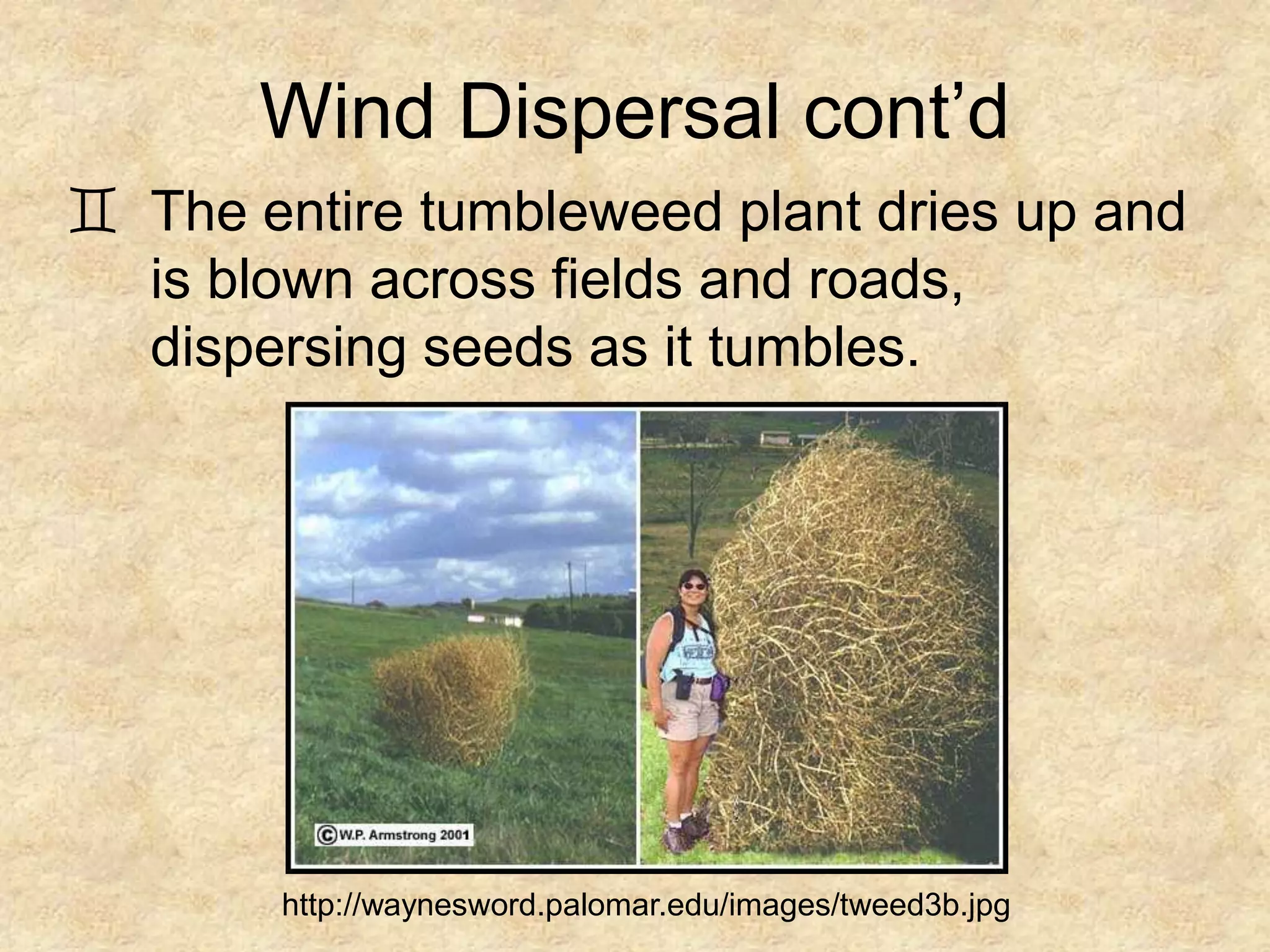 Mechanisms of seed dispersal | PPT