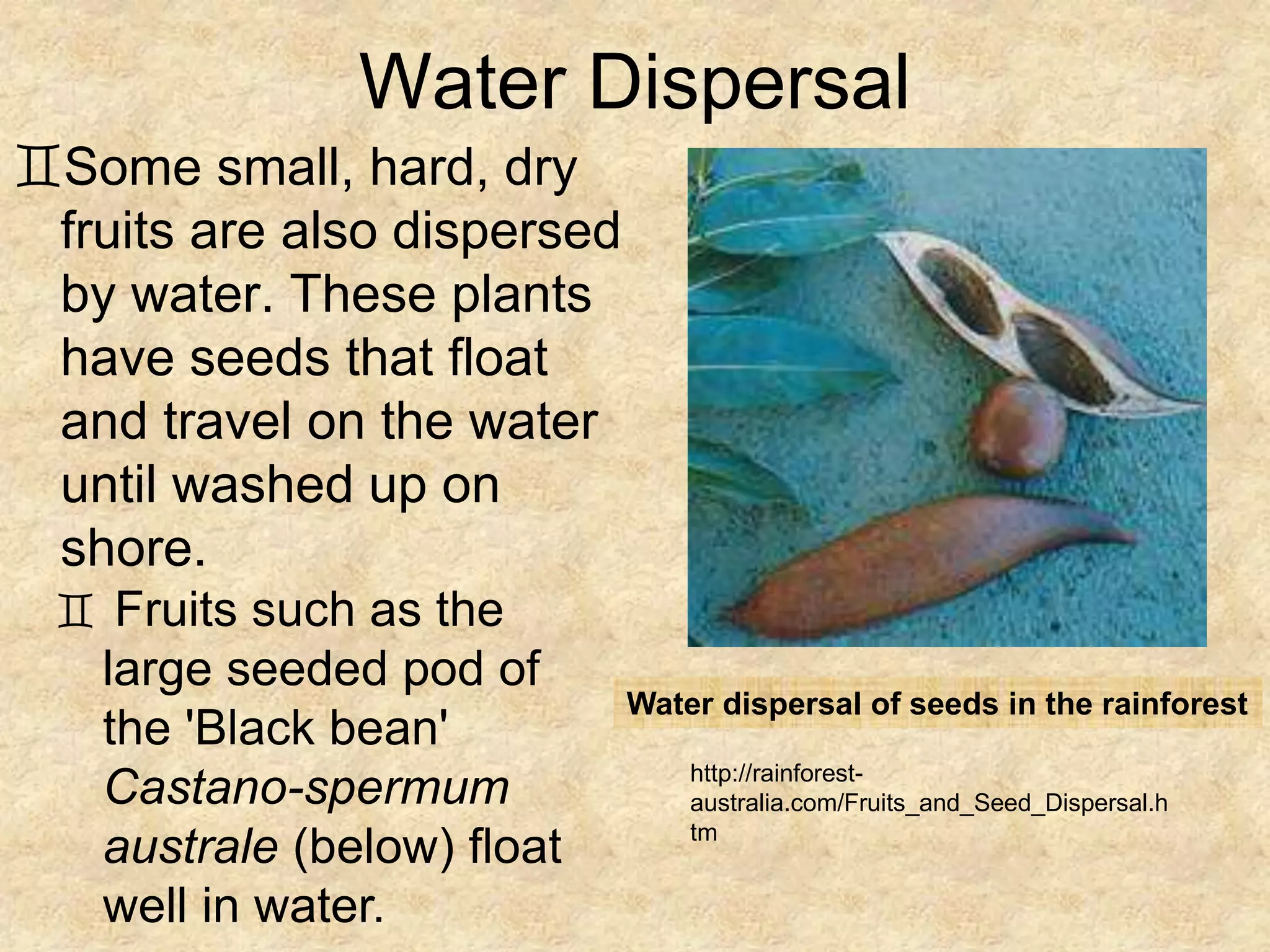 Mechanisms of seed dispersal | PPT