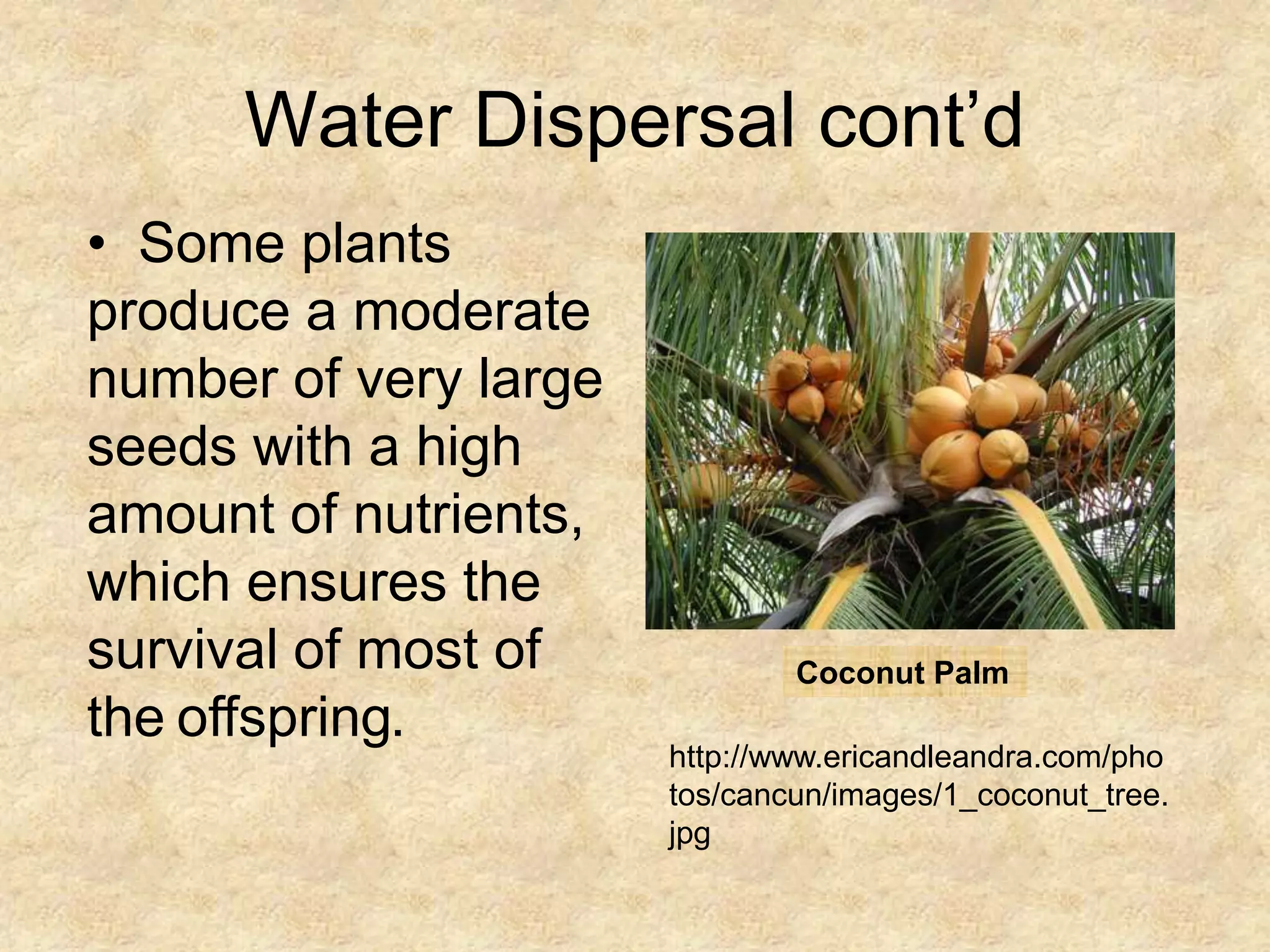 Mechanisms of seed dispersal | PPT