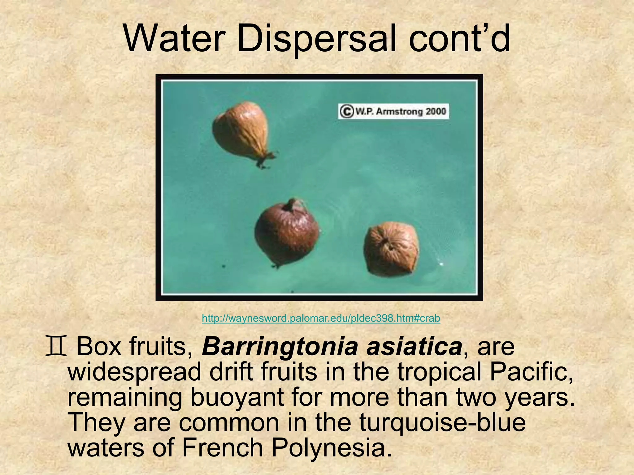 Mechanisms of seed dispersal | PPT