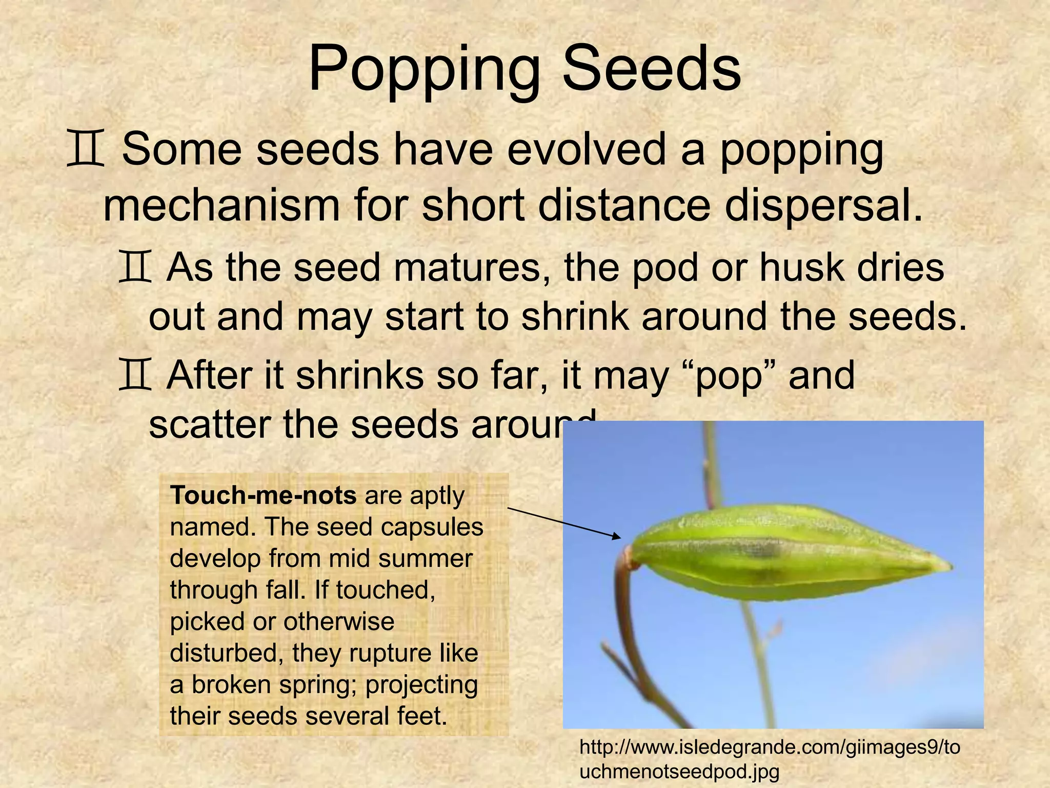 Mechanisms of seed dispersal | PPT