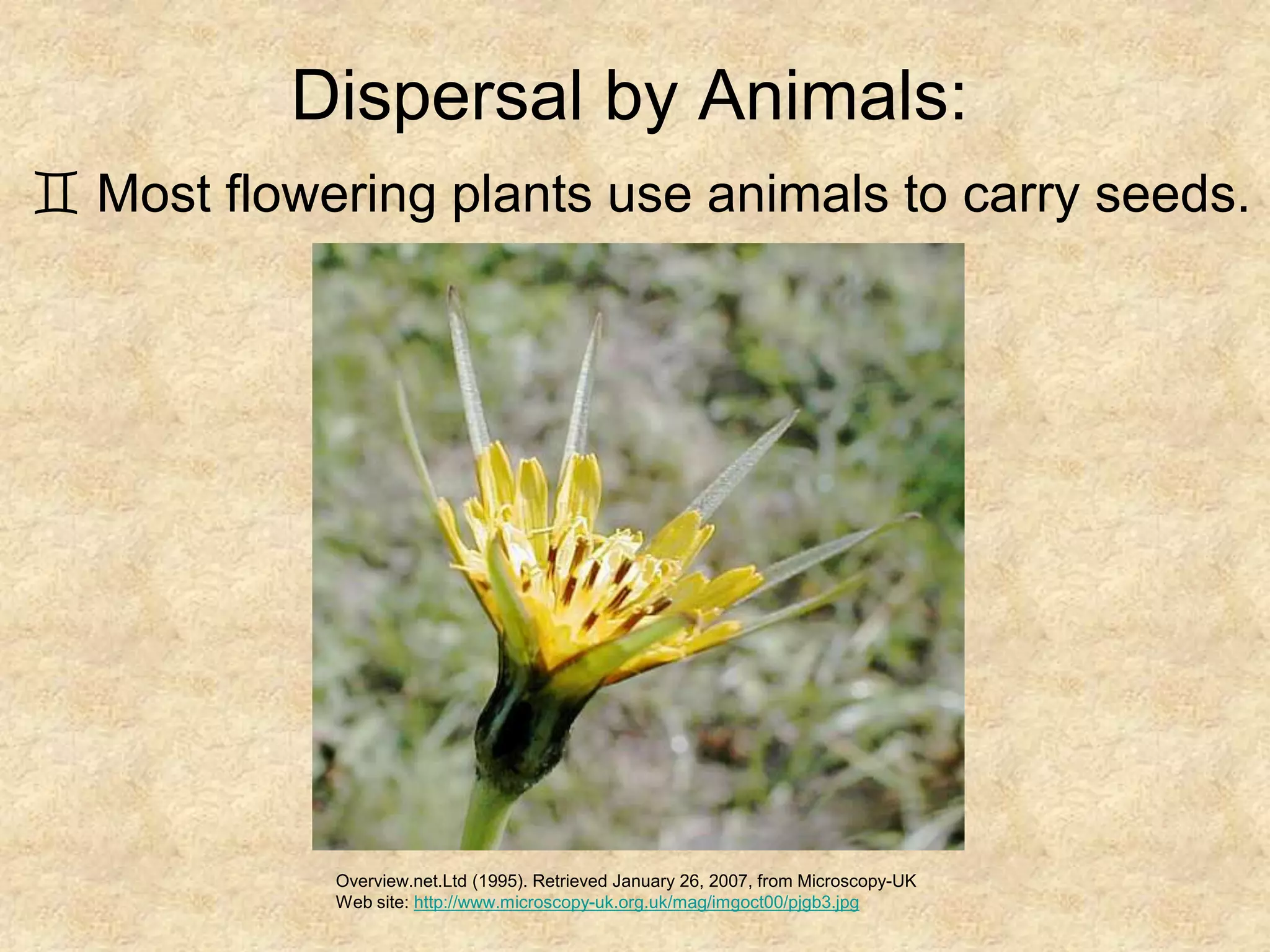 Mechanisms of seed dispersal | PPT