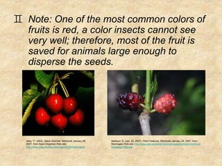 Mechanisms of seed dispersal | PPT
