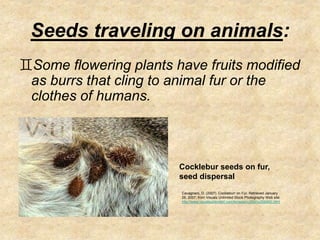 Mechanisms of seed dispersal | PPT