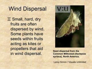 Mechanisms of seed dispersal | PPT
