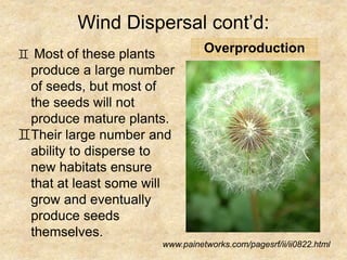 Mechanisms of seed dispersal | PPT