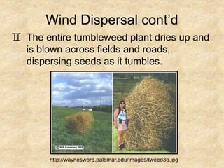 Mechanisms of seed dispersal | PPT