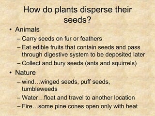 Mechanisms of seed dispersal | PPT